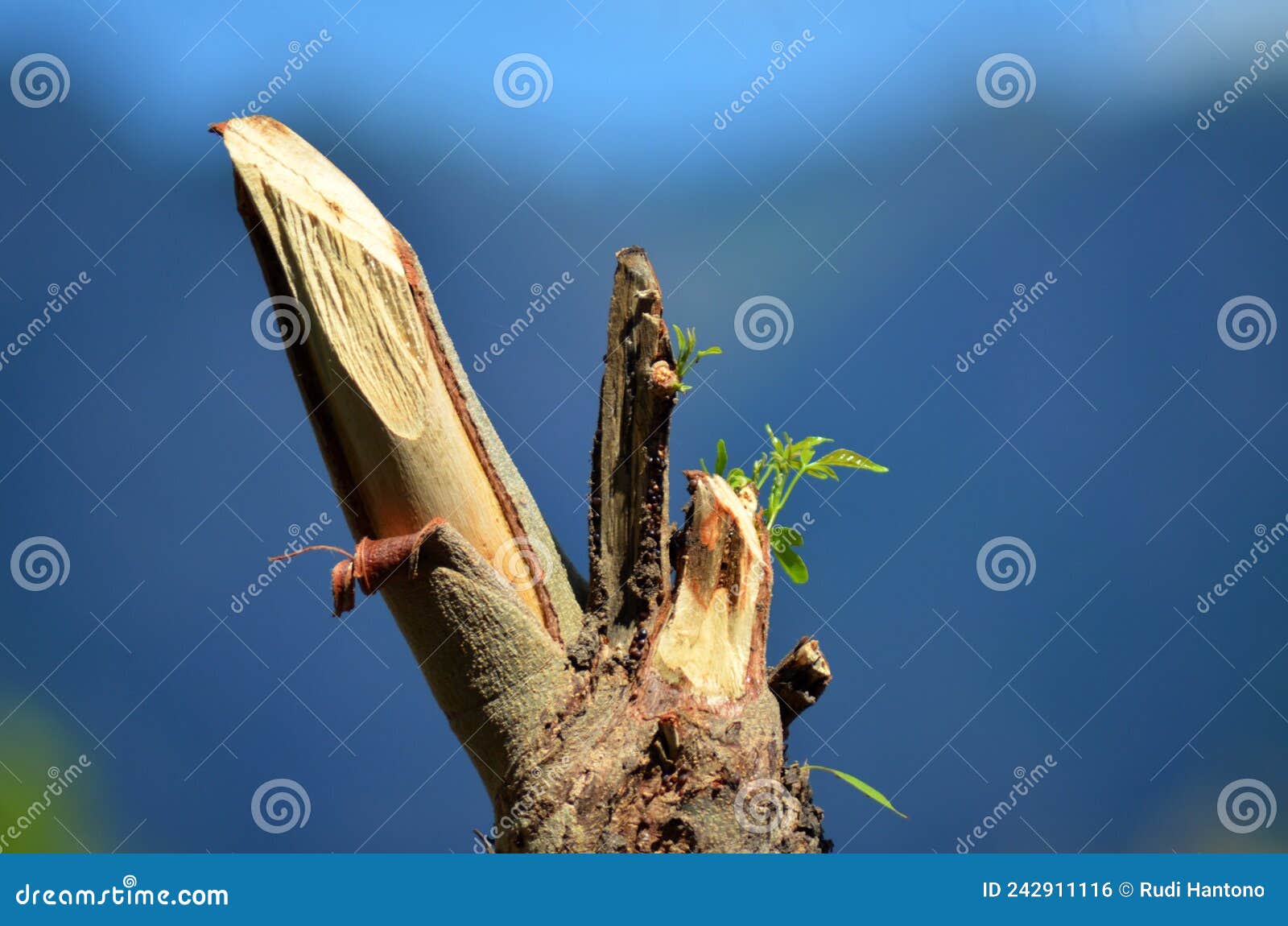 Sprouts on a Branch that Has Just Been Cut Down Stock Photo - Image of ...