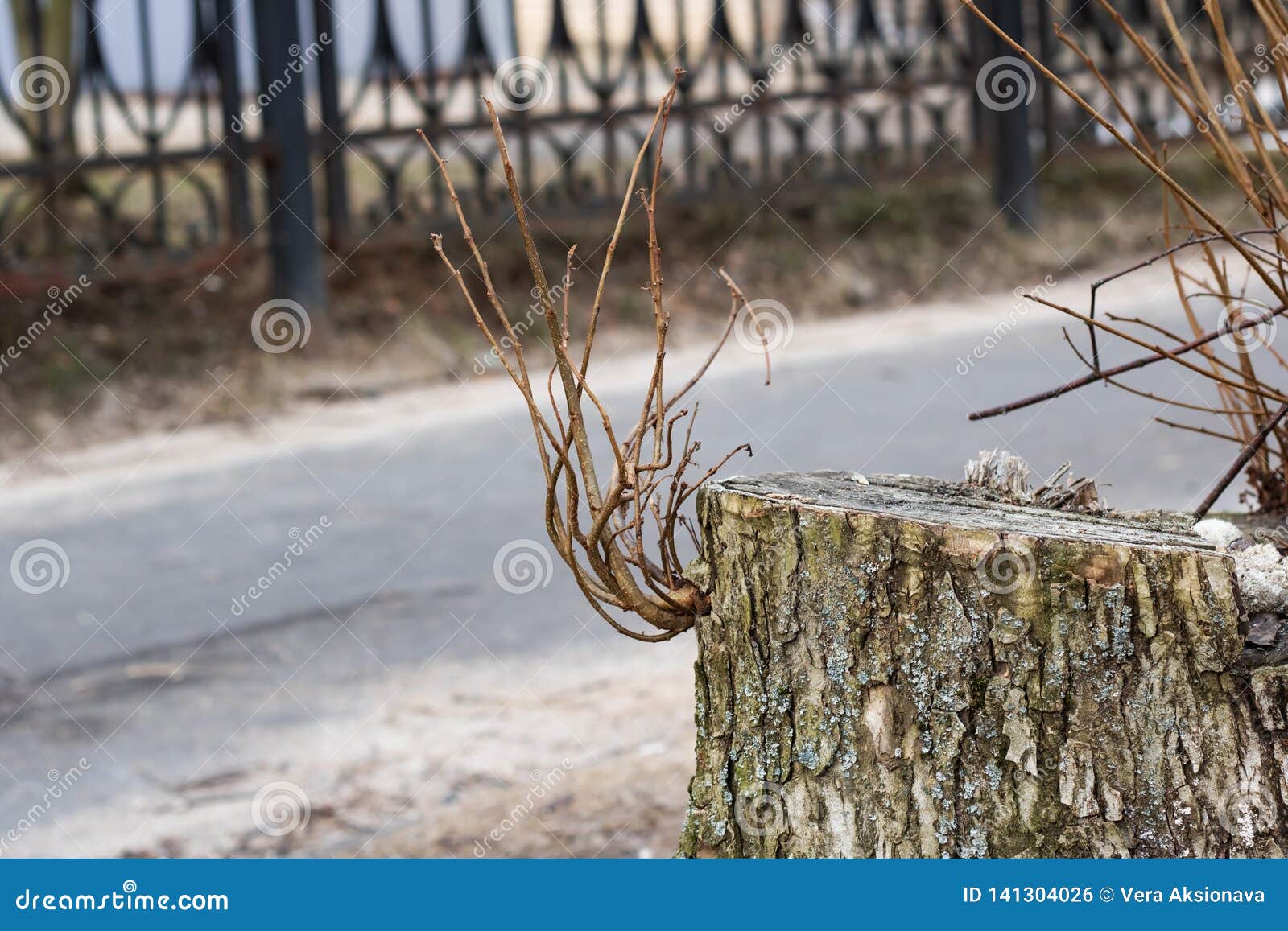 Sprouts Branches on the Stump Close Up Stock Photo - Image of bright ...