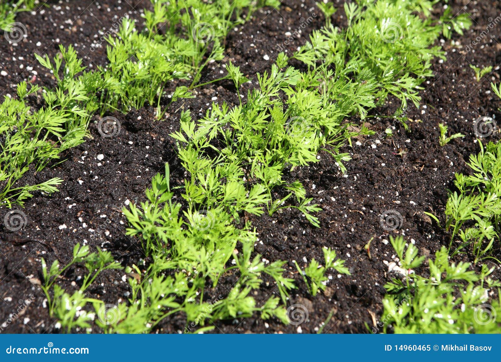 Sprouts carrots stock image. Image of farm, crop, homegrown - 14960465