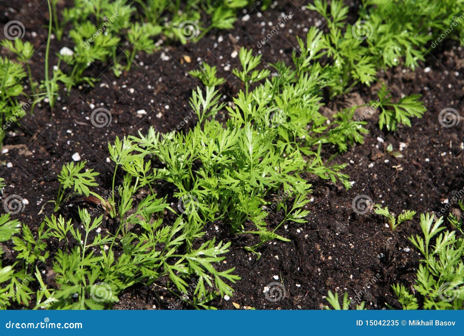 Sprouts carrots stock image. Image of green, agricultural - 15042235