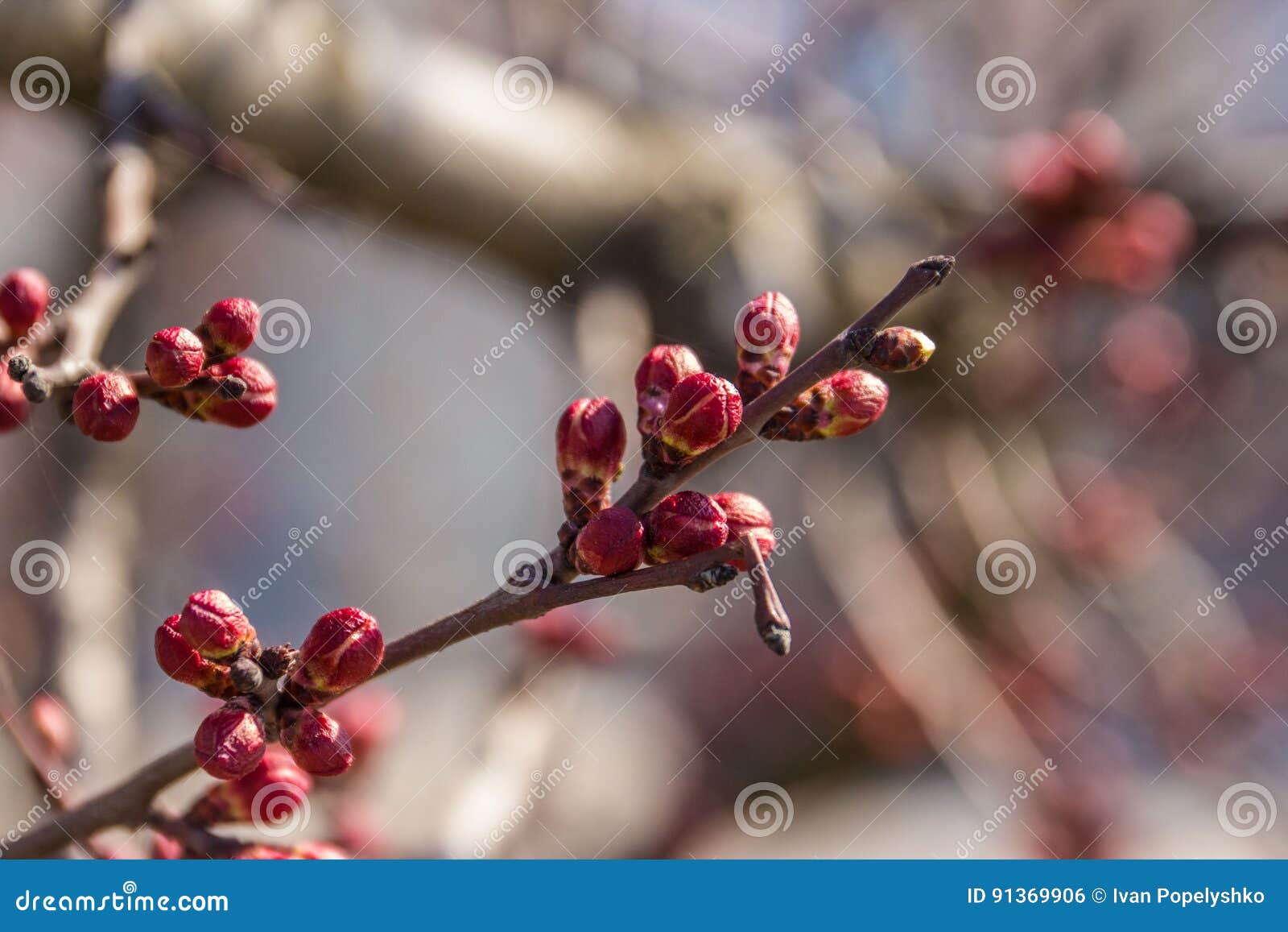 Sprouts of Cherry on a Branch Stock Photo - Image of kiss, grunge: 91369906