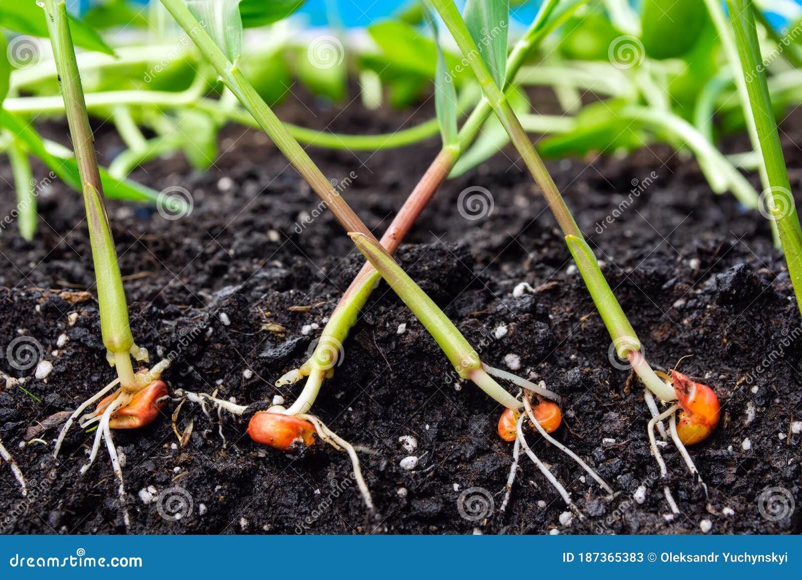 Sprouts of Corn Soil with Exposed Roots Emanating from Grain Stock ...