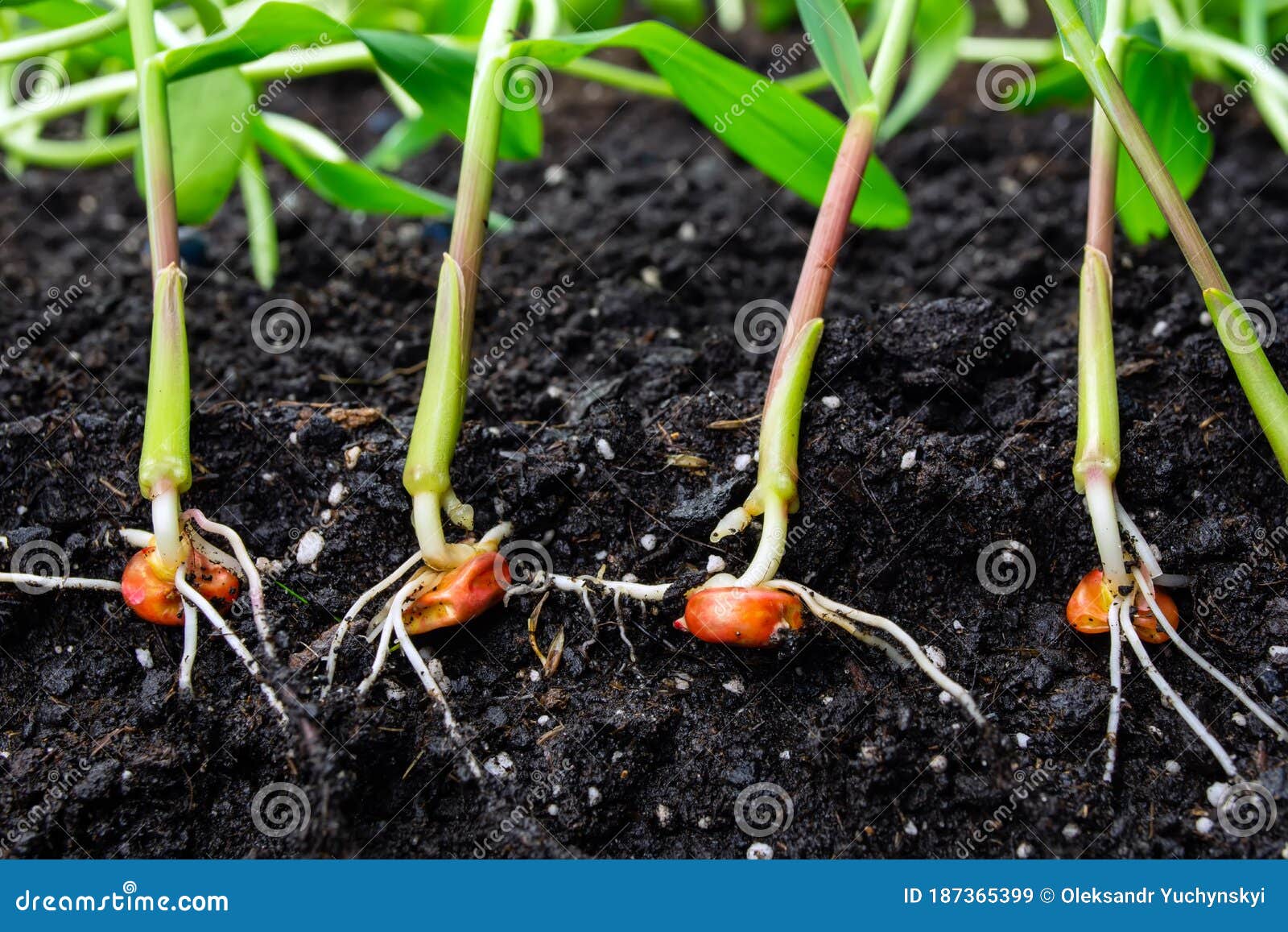 Sprouts of Corn Soil with Exposed Roots Emanating from Grain Stock ...