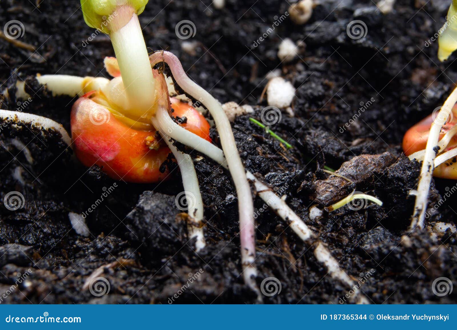 Sprouts of Corn Soil with Exposed Roots Emanating from Grain Stock ...