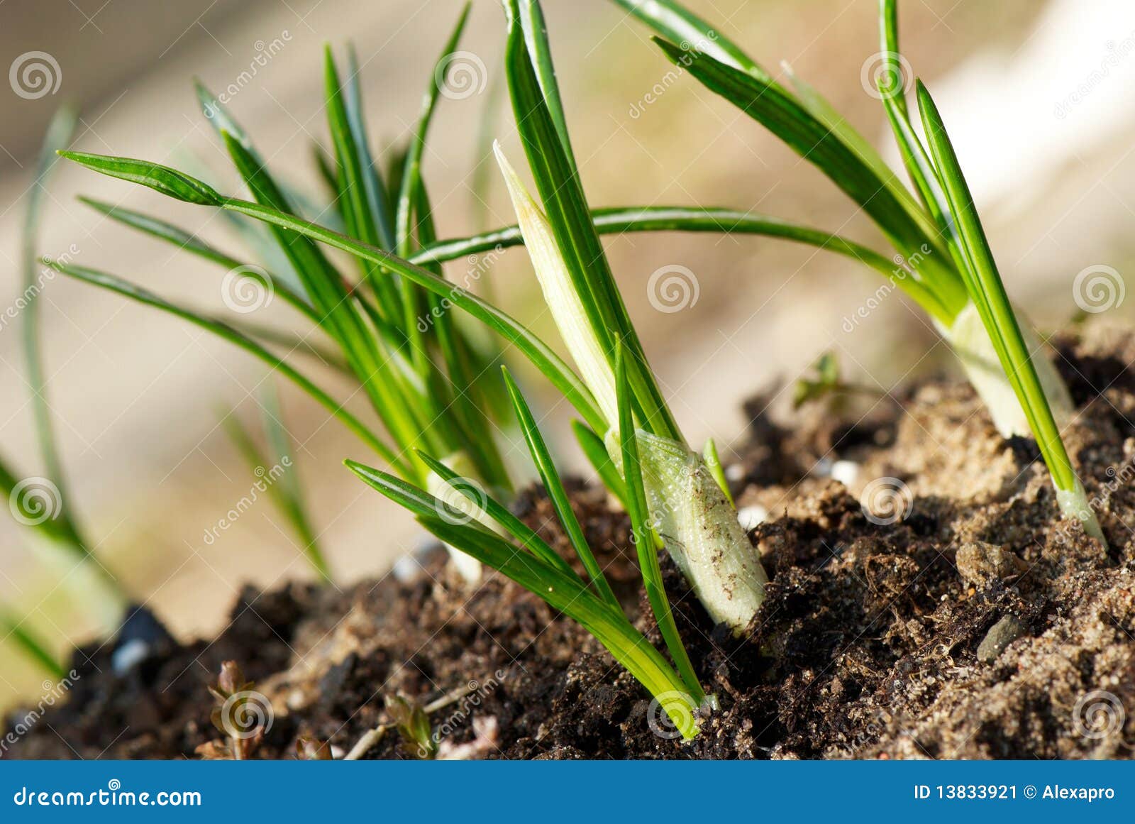 Sprouts of Crocus in Early Spring Stock Image - Image of green, garden ...