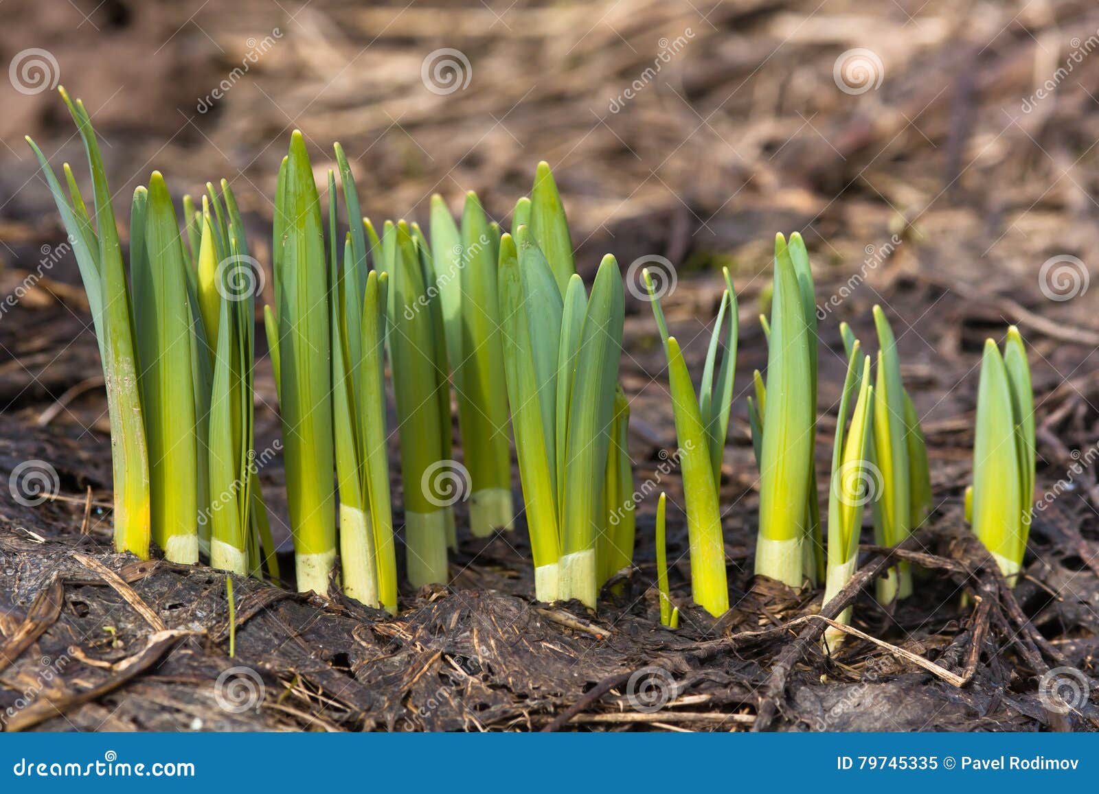 Sprouts of Daffodils on the Flower Bed Stock Image - Image of flowerbed ...