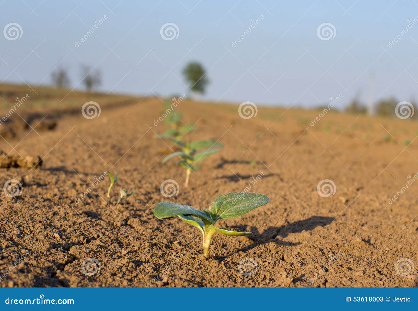 Sprouts on dry soil stock image. Image of culture, drought - 53618003
