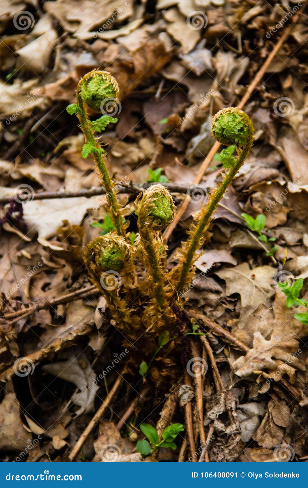 Sprouts of fern in forest stock image. Image of leaf - 106400091