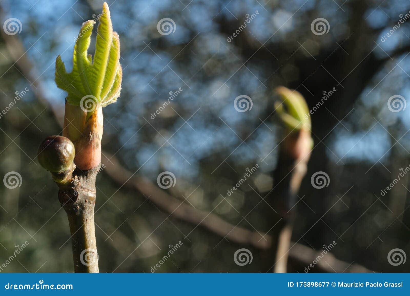 Sprouts of Fig Plant in Spring. Small Fig and Tiny Leaf Sprouting from ...