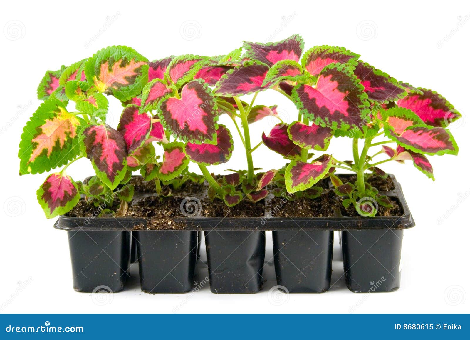 Sprouts of flowers stock image. Image of purple, coleus - 8680615