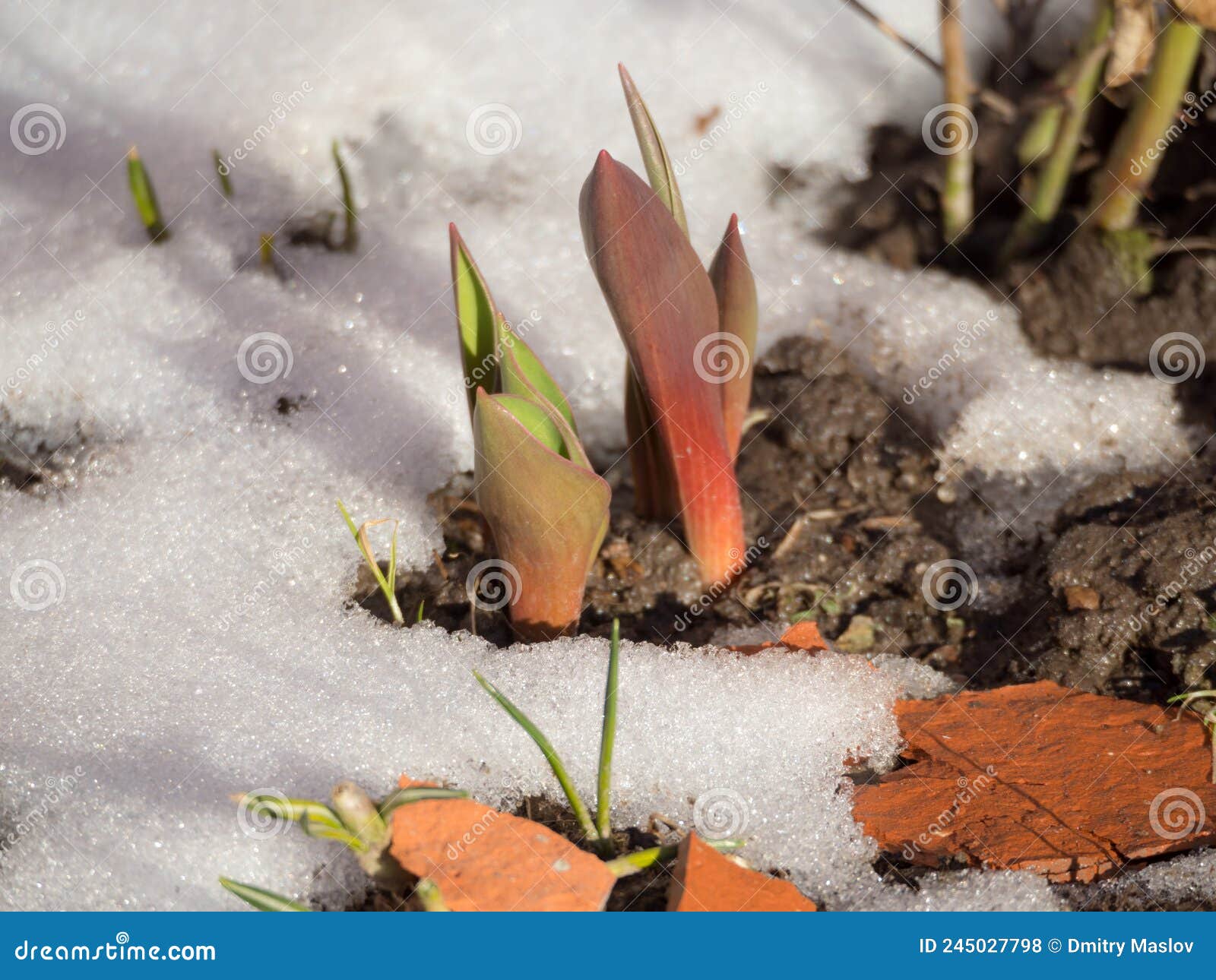 Sprouts of Flowers in the Melting Snow Stock Photo - Image of green ...