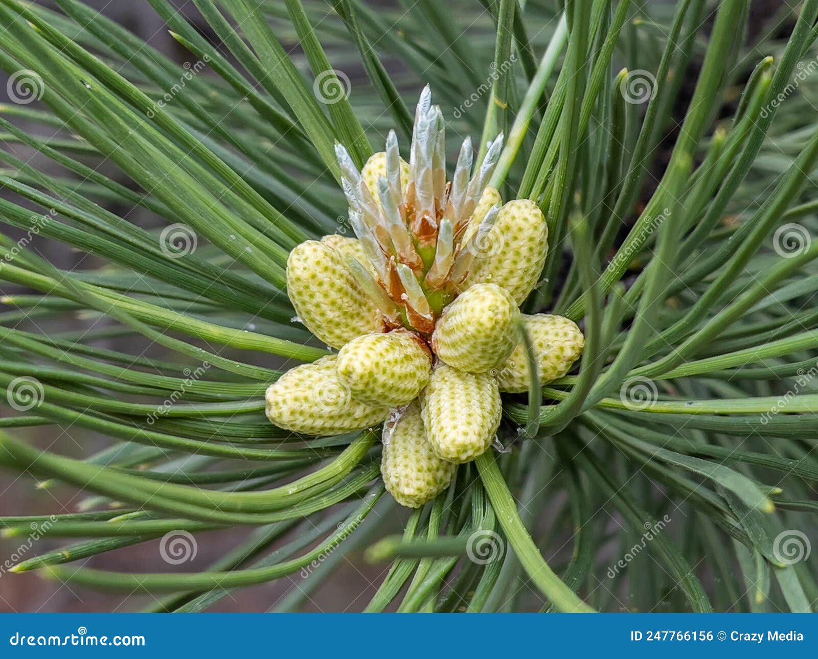 Sprouts of Freshly Blooming Pine Tree in Spring Season Stock Photo ...