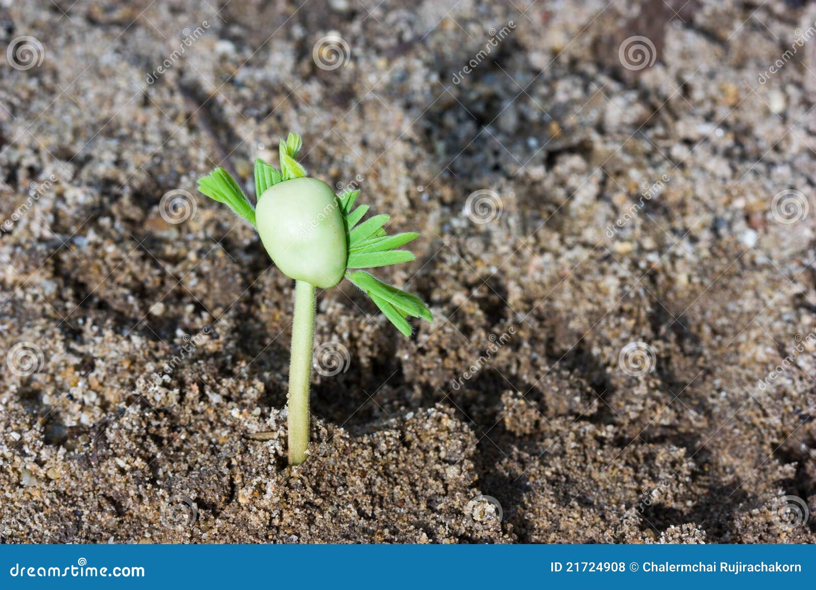 Sprouts of grain stock photo. Image of agriculture, cultivate - 21724908