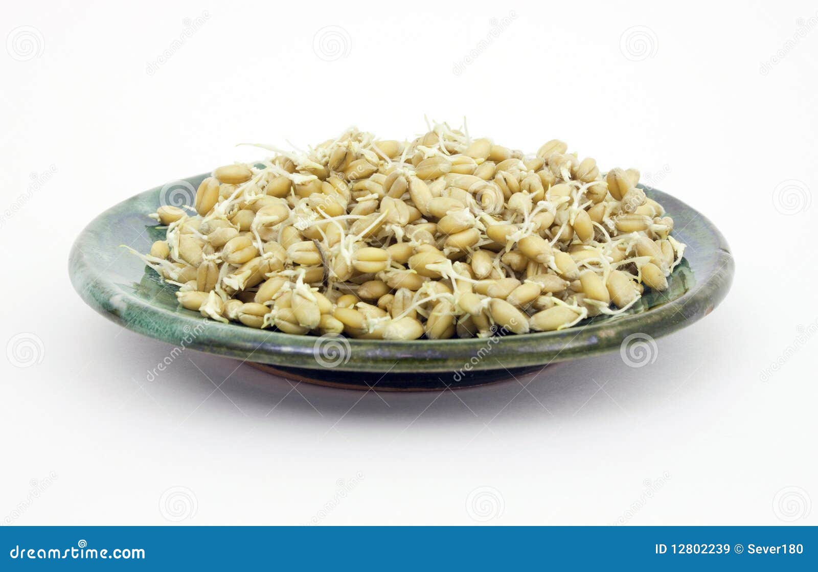 Sprouts of grains of wheat stock image. Image of small - 12802239