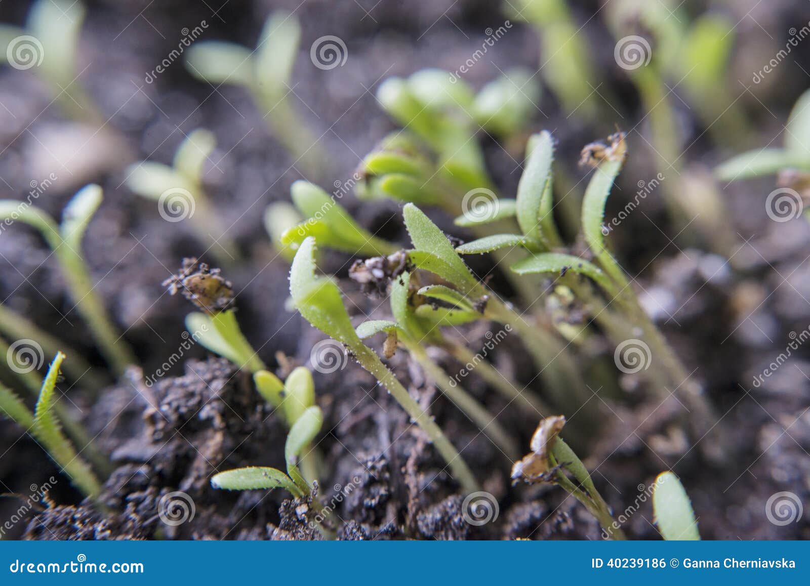Sprouts of grass. stock photo. Image of grass, land, greens - 40239186