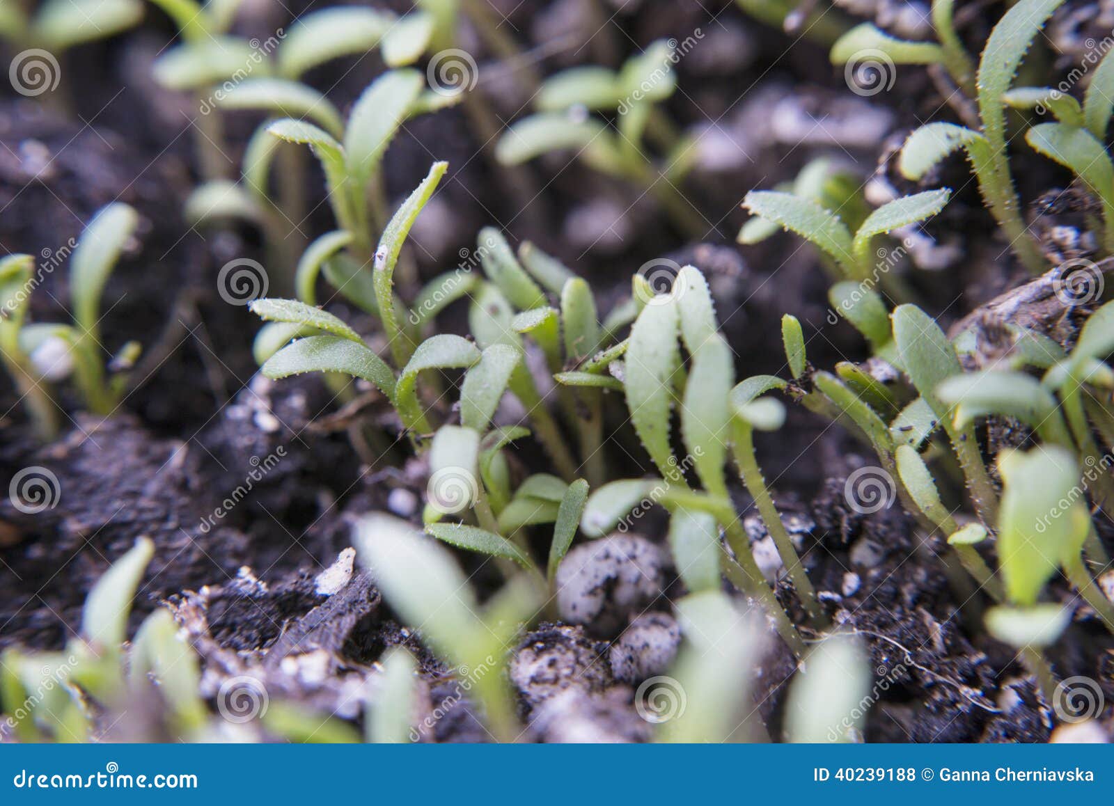 Sprouts of grass. stock photo. Image of soil, plant, foliage - 40239188