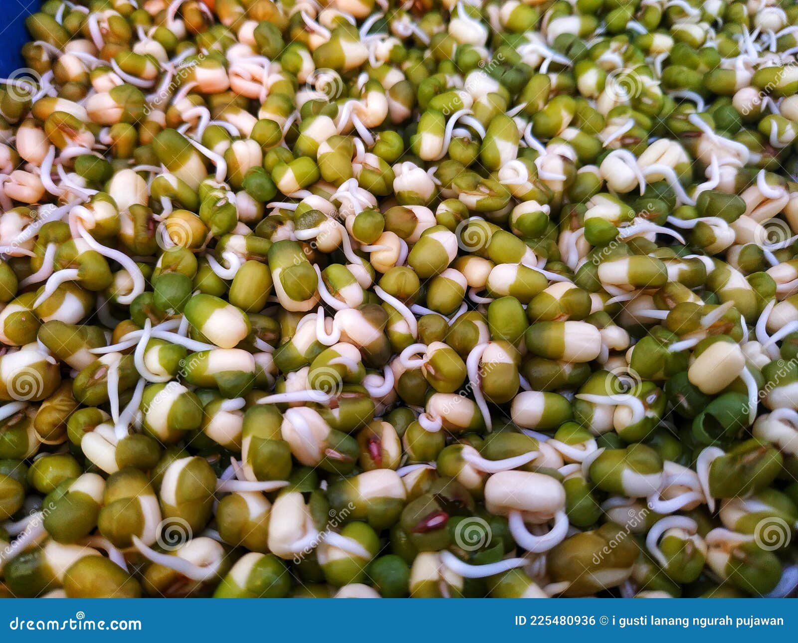 Red Sprouts, Green Leaves And Buds Of Photinia Fraseri Royalty-Free ...