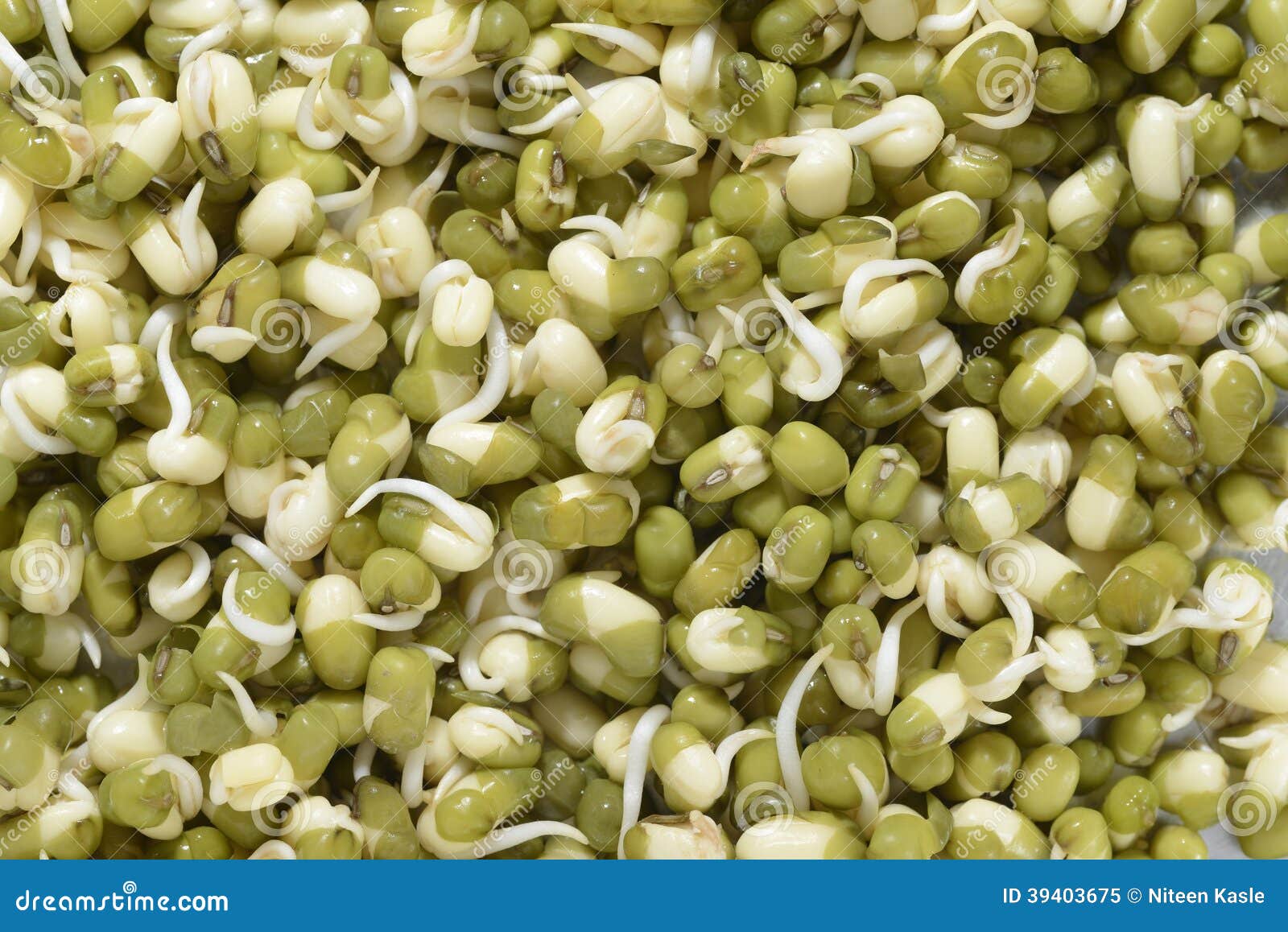 Sprouts of Green Gram stock image. Image of germ, grow - 39403675