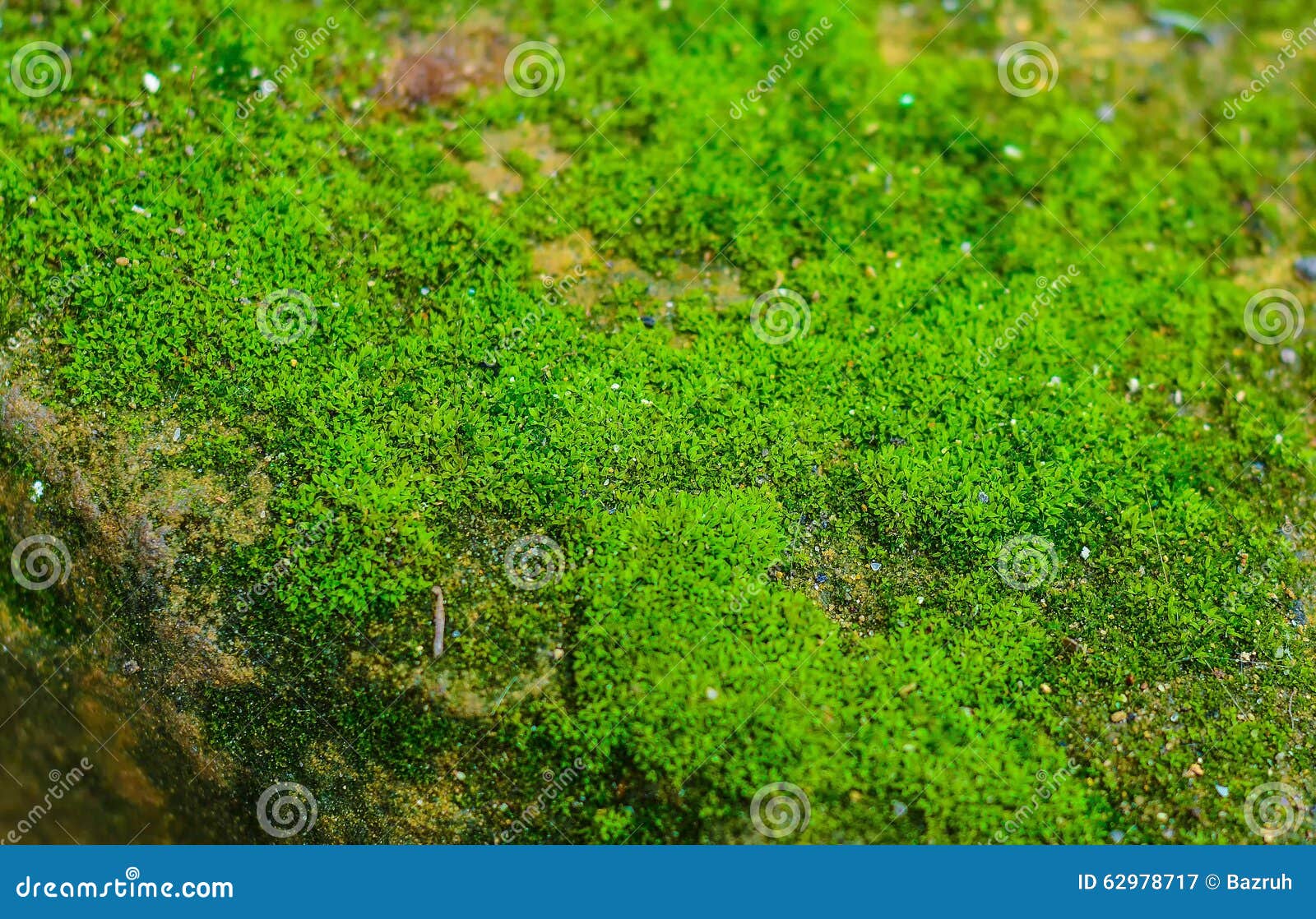 Sprouts of a Green Moss on Stone Stock Image - Image of nature ...