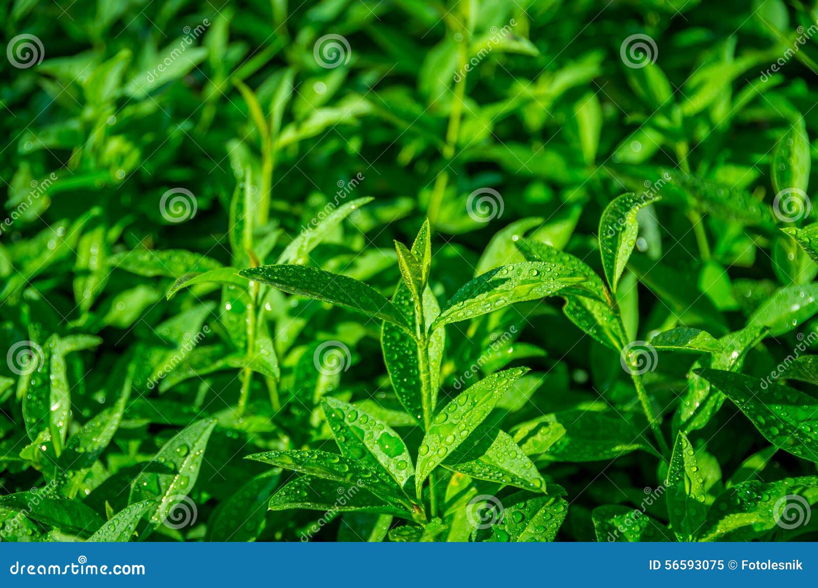 Sprouts of green tea stock image. Image of macro, environment - 56593075