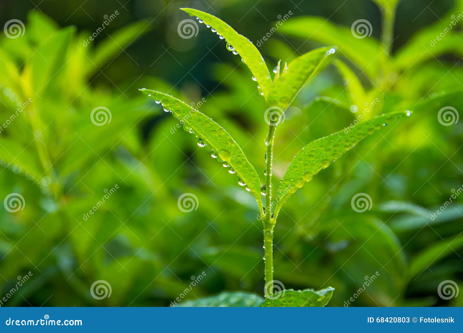 Sprouts of green tea stock image. Image of asia, herb - 68420803