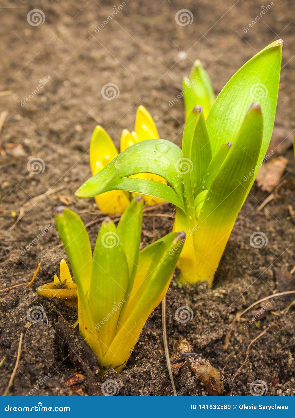 Sprouts of a Group of Hyacinths in Early Spring Stock Image - Image of ...