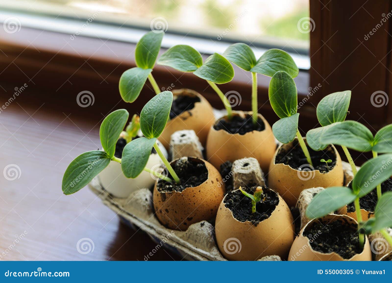 Sprouts Growing from an Egg Shell Stock Image - Image of eggs, sprouts ...