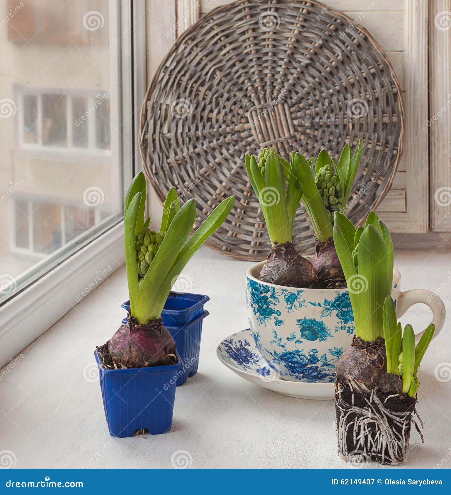 Sprouts Hyacinths on the Window Stock Image - Image of green, flowers ...