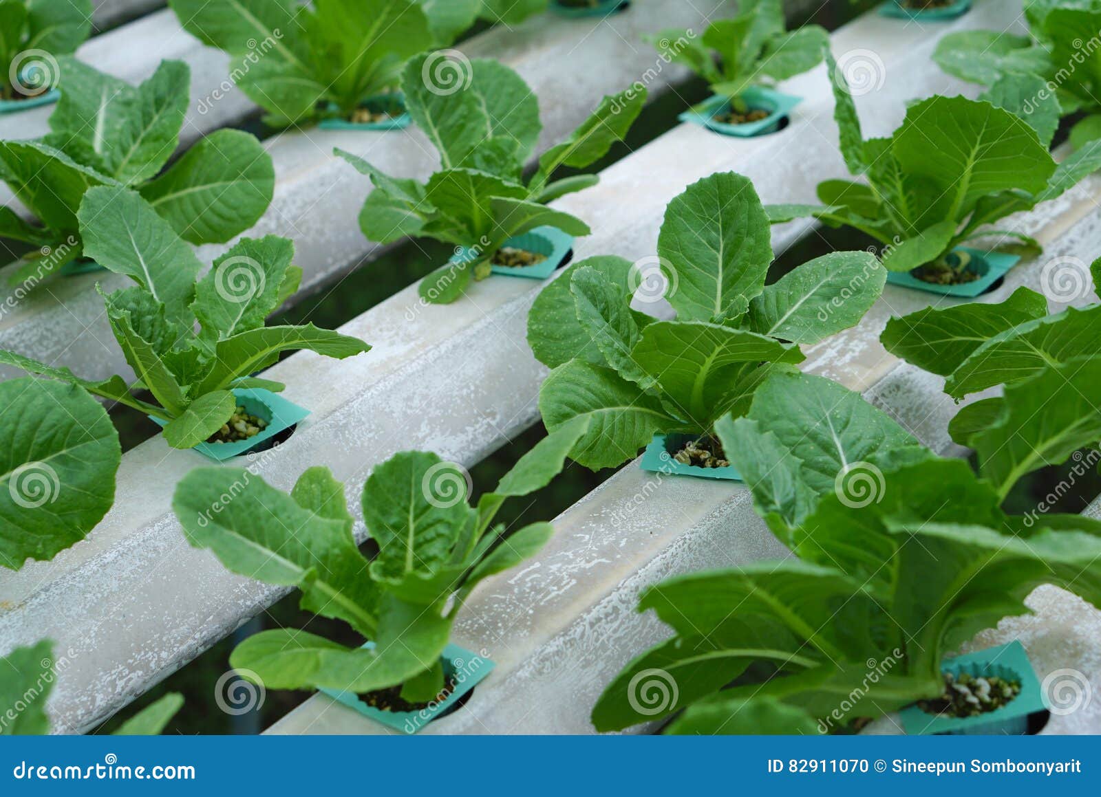Sprouts in Hydroponics Farm Stock Photo - Image of cabbage, plants ...