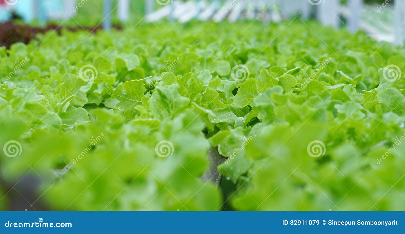 Sprouts in Hydroponics Farm Stock Image - Image of veggie, agriculture ...