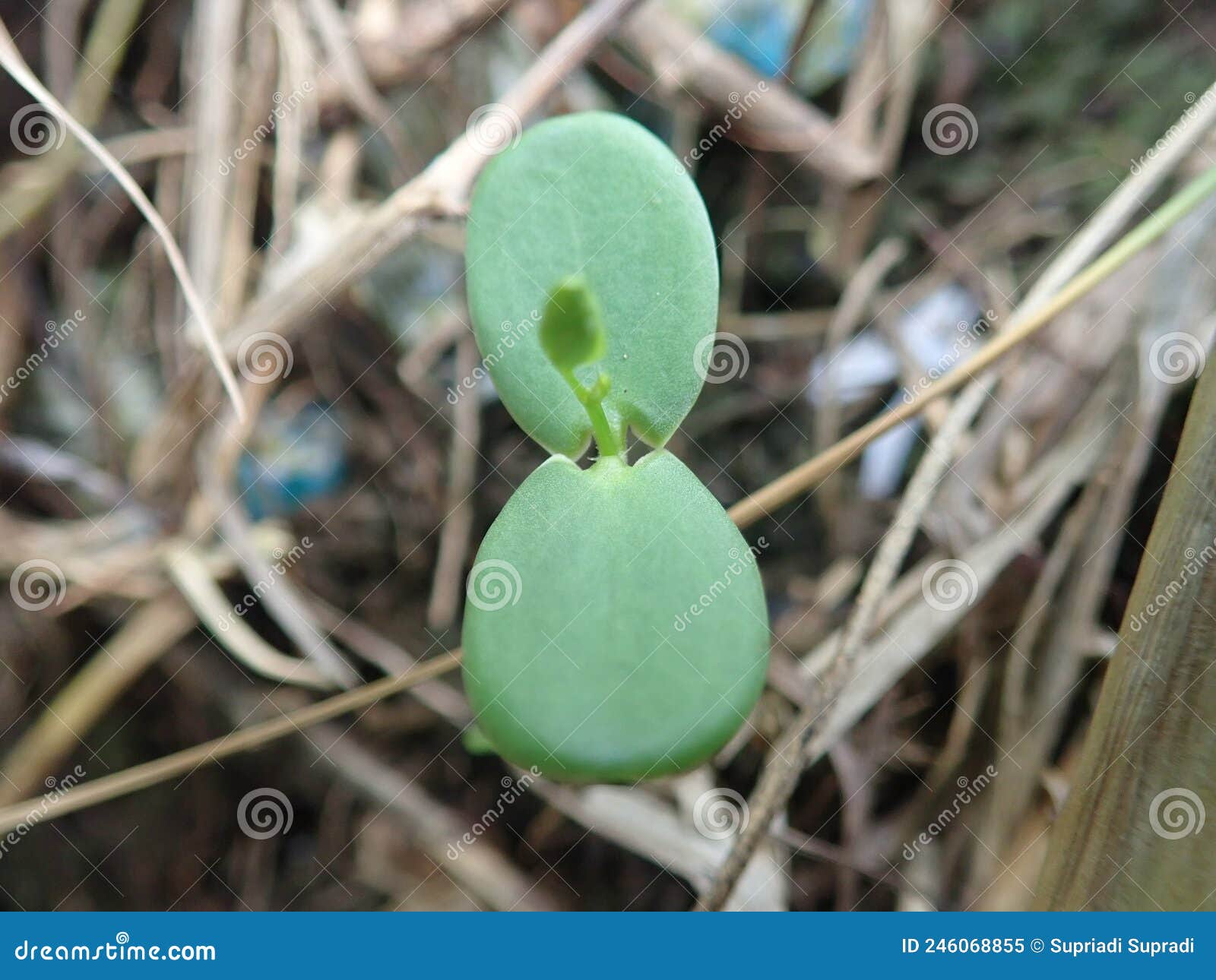 Sprouts or Lamtoro Petai Tree Seeds that Grow Under the Petai Tree ...