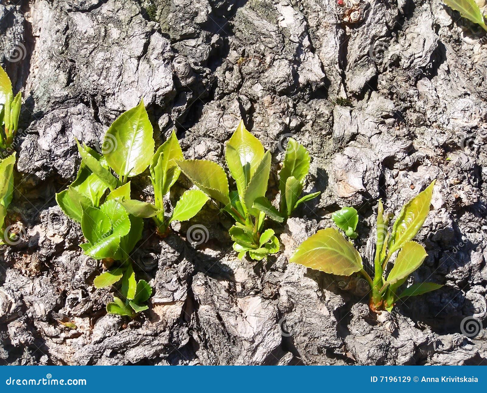 Sprouts of leaves stock image. Image of seed, green, plant - 7196129
