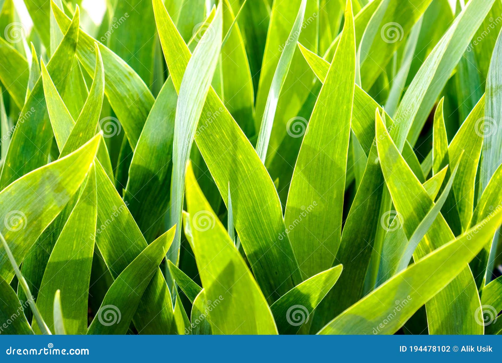 Sprouts Leaves. Floral Patterns. Floral Grass Background. Stock Photo ...