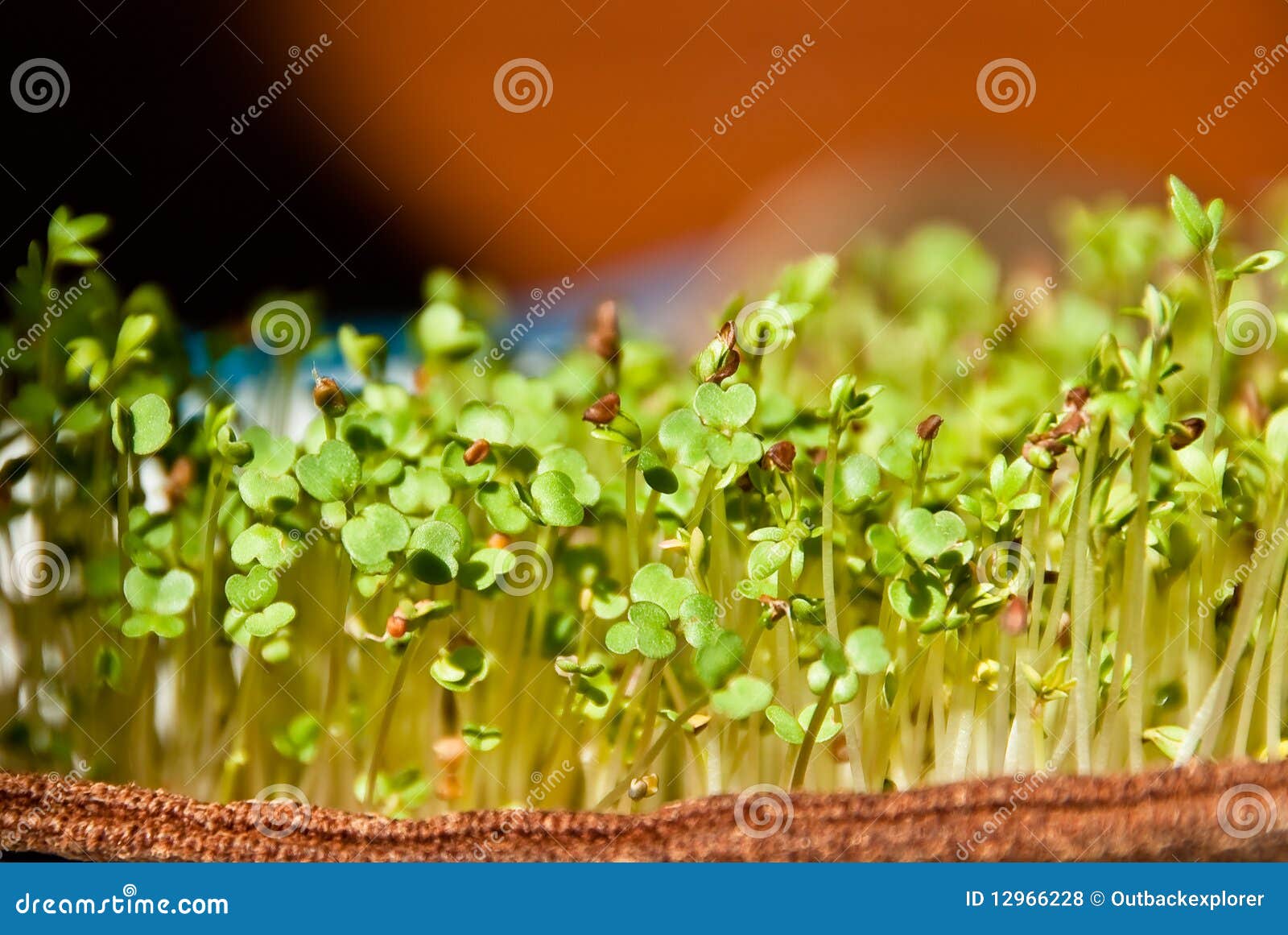 Sprouts of Life stock photo. Image of life, stalk, leaves - 12966228