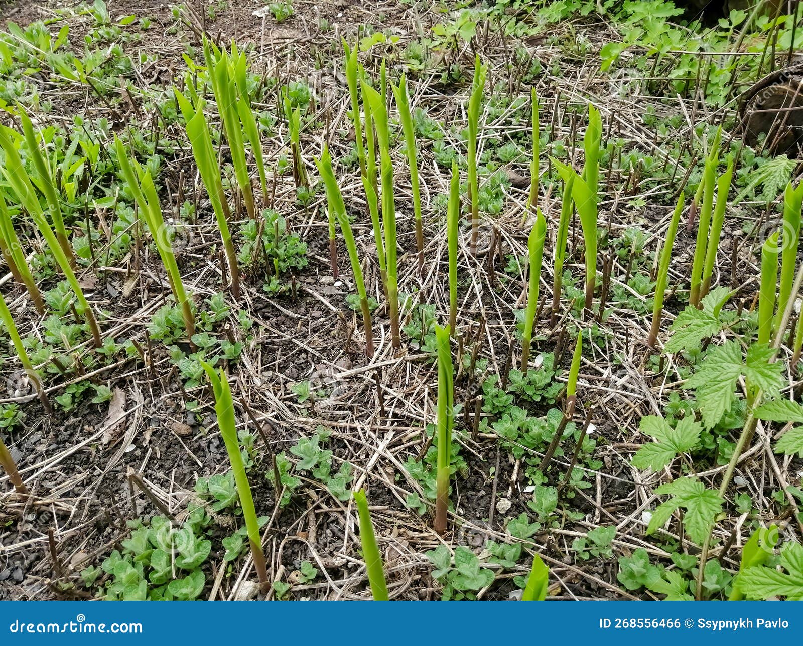 The Sprouts of Lilies of the Valley Pecked in the Spring. Stalks of ...