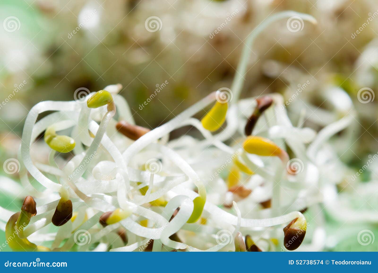 Sprouts stock photo. Image of dish, linseed, board, germs - 52738574