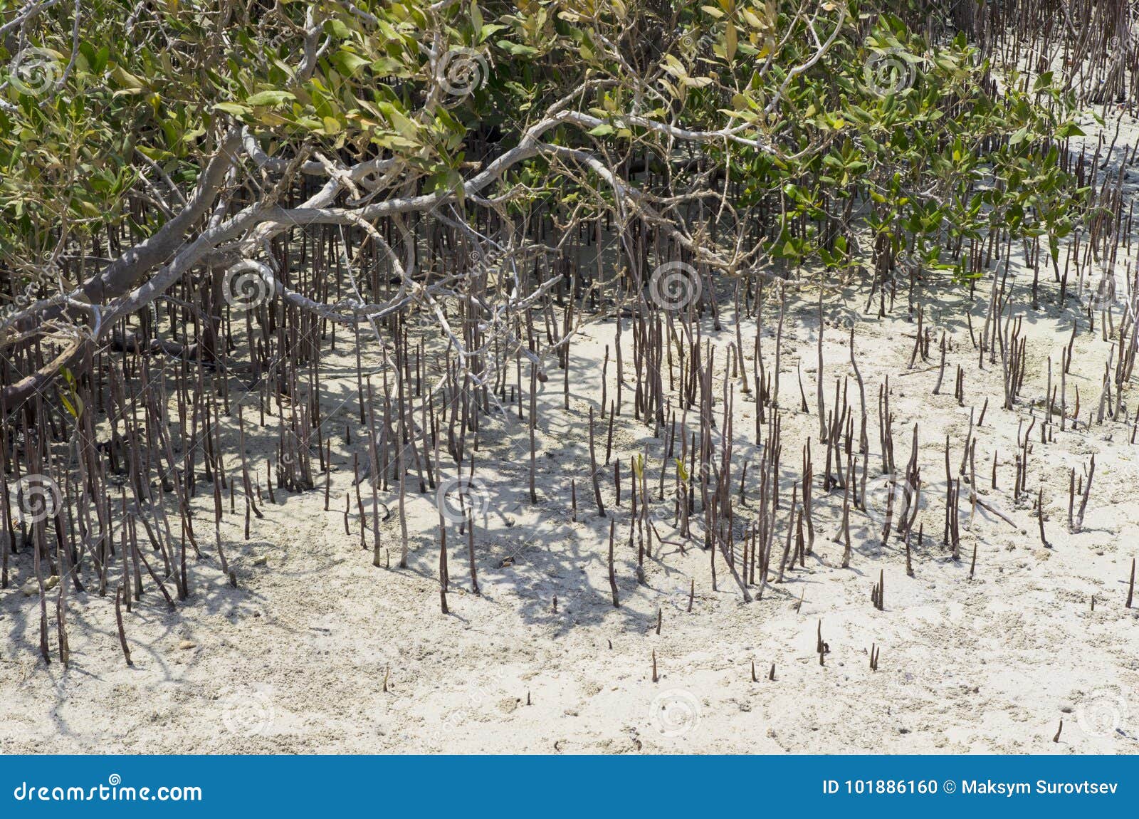 Mangrove Plant Seedling Stock Photo | CartoonDealer.com #166808304