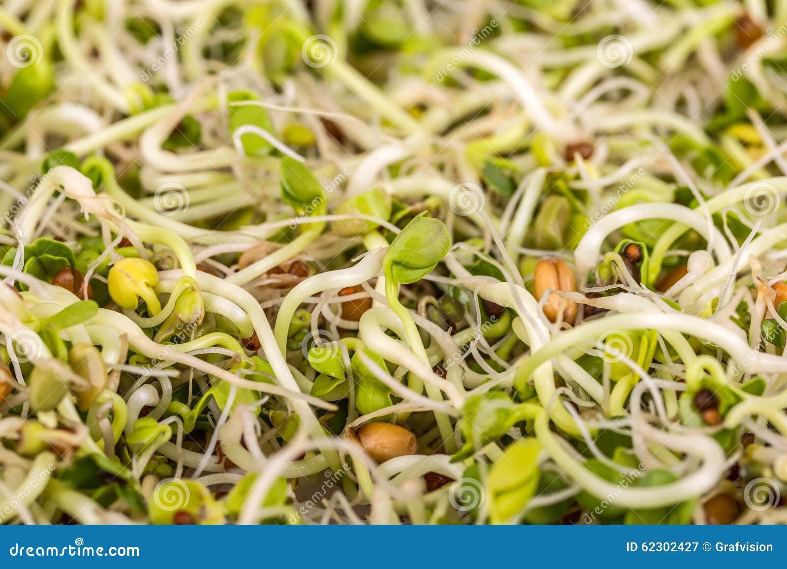 Sprouts stock image. Image of organic, radish, healthy - 62302427