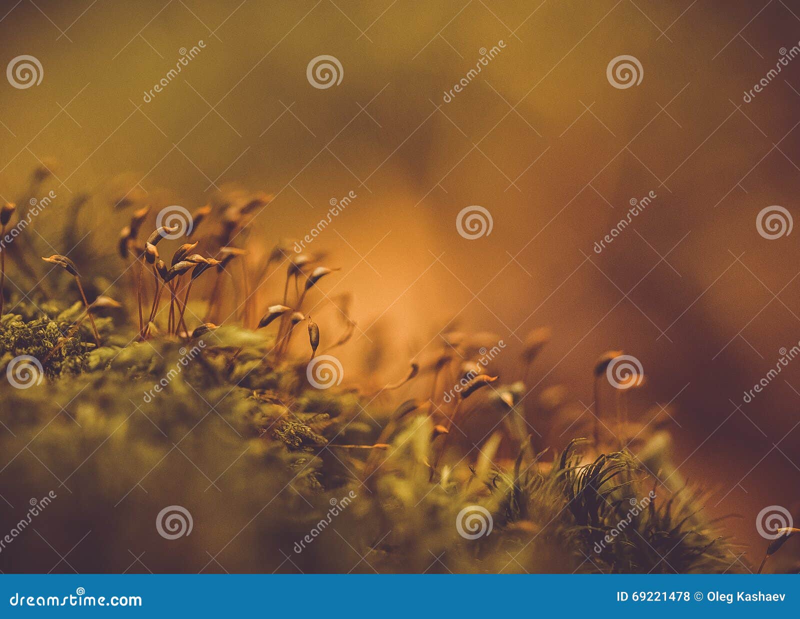 Sprouts of moss stock photo. Image of hillock, humidity - 69221478