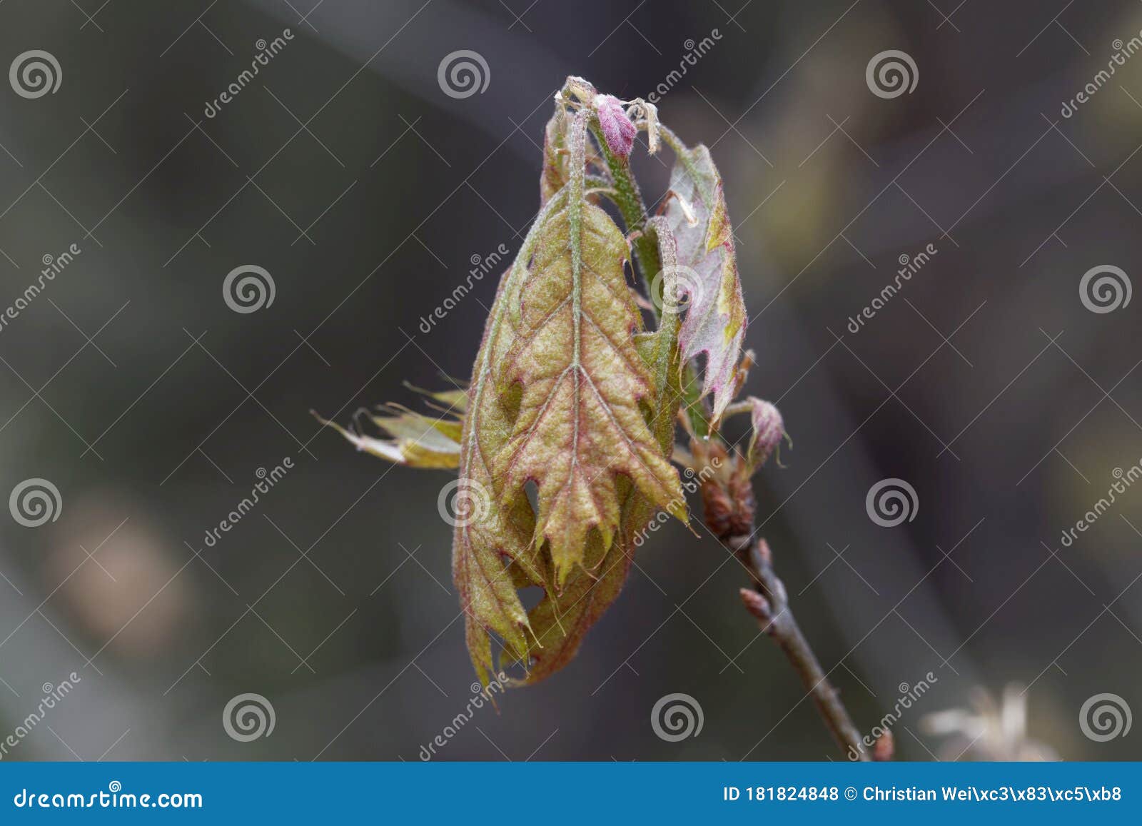 Sprouts of a Northern Red Oak, Quercus Rubra Stock Photo - Image of ...