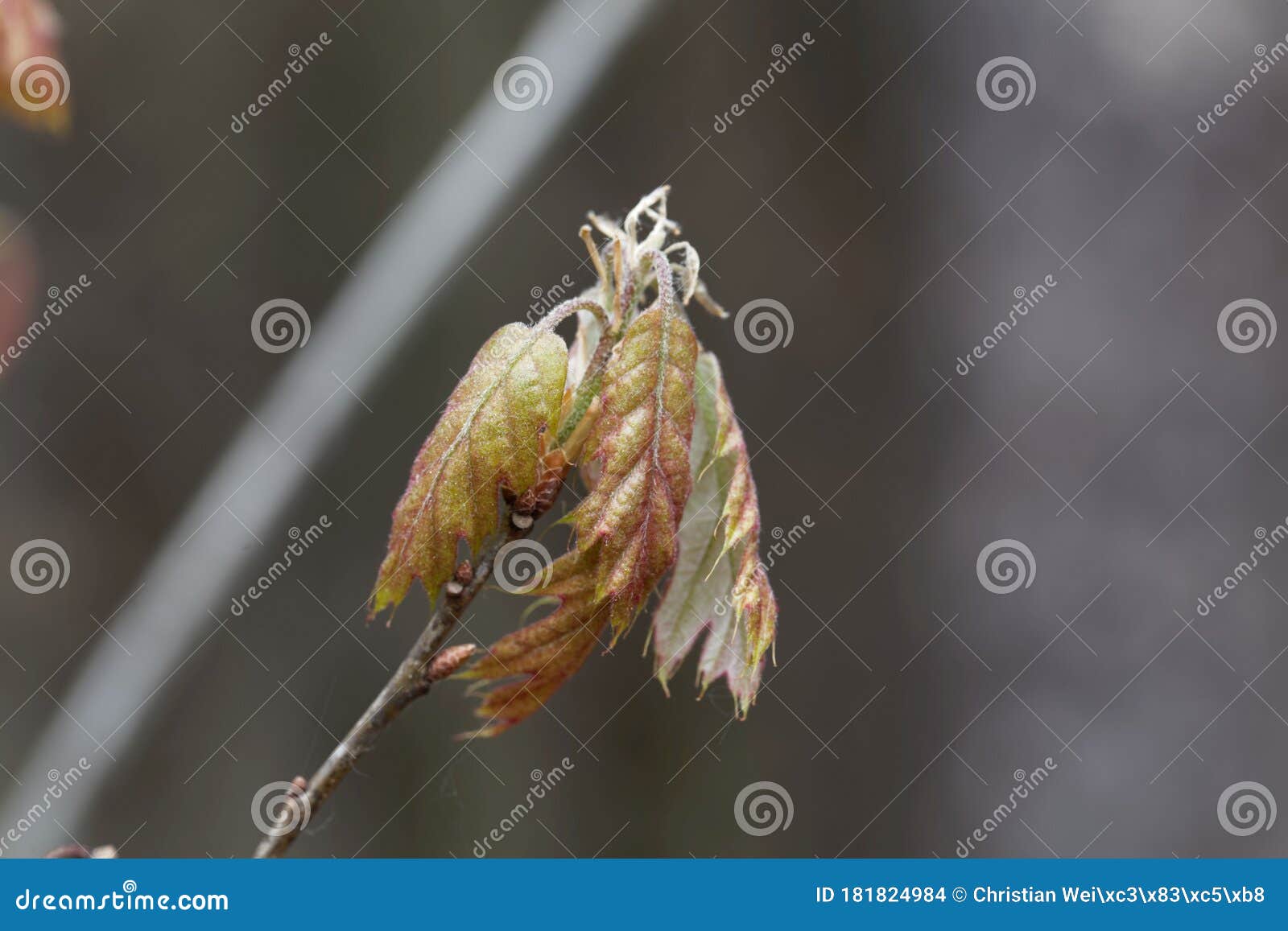 Sprouts of a Northern Red Oak, Quercus Rubra Stock Photo - Image of ...