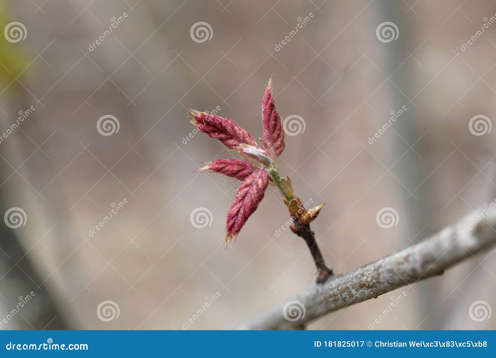 Sprouts of a Northern Red Oak, Quercus Rubra Stock Image - Image of ...