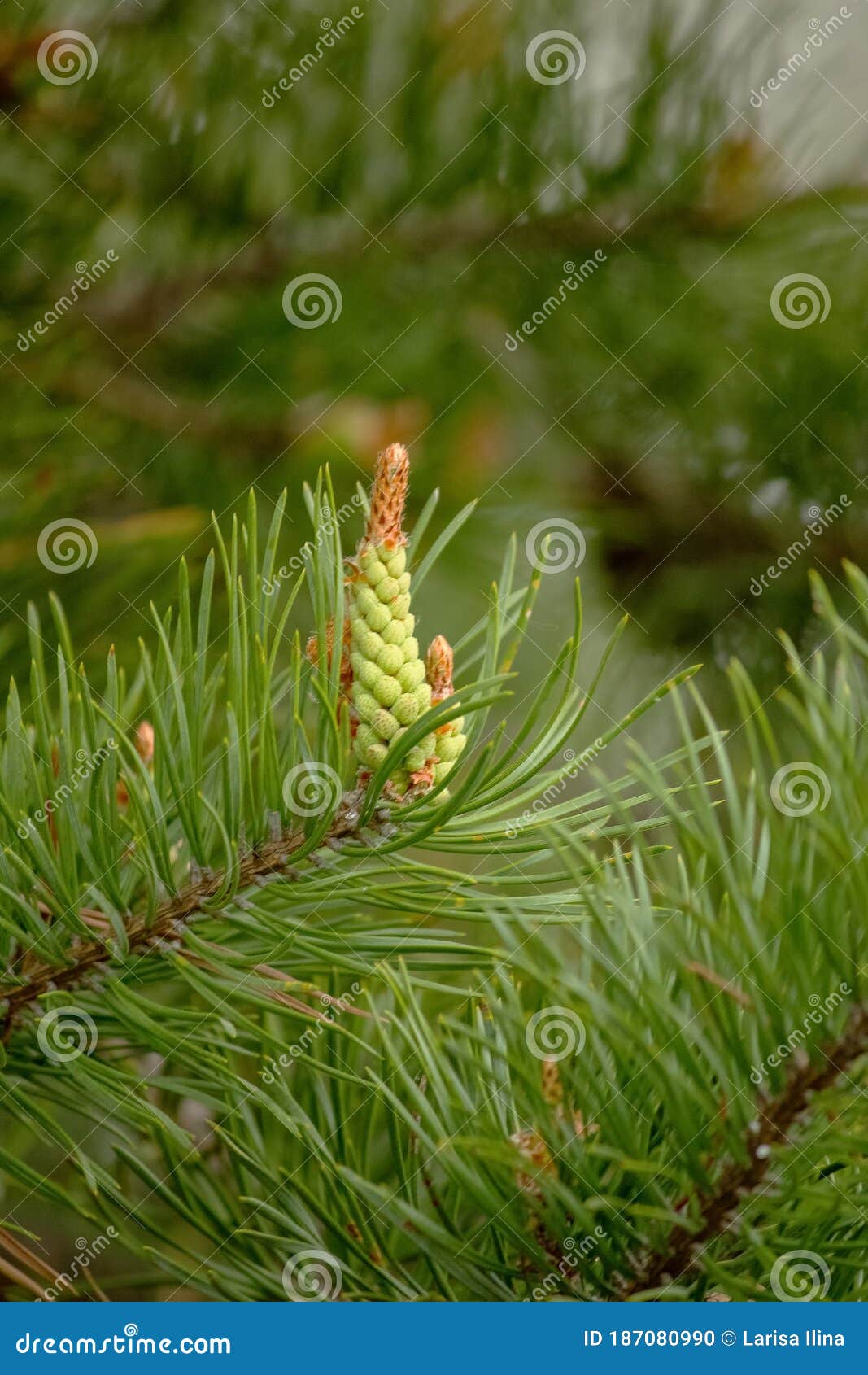 Sprouts of Pine. Spring Stick-shaped Pine Shoots are so Beautiful Stock ...