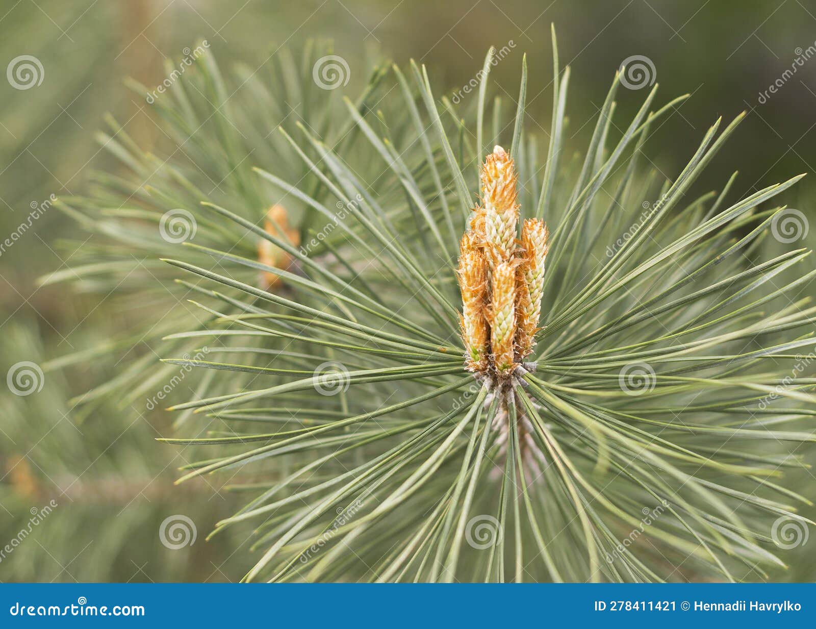 Sprouts of the Pine. Tree Pine Buds Close-up on a Blurred Background ...