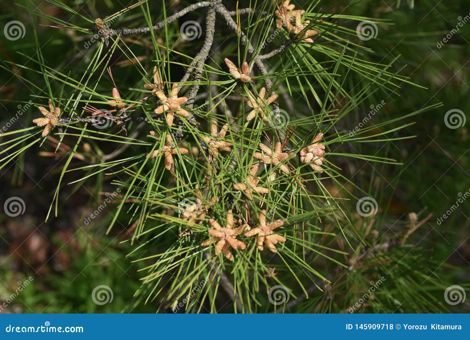 Sprouts of the pine tree stock photo. Image of sprouts - 145909718