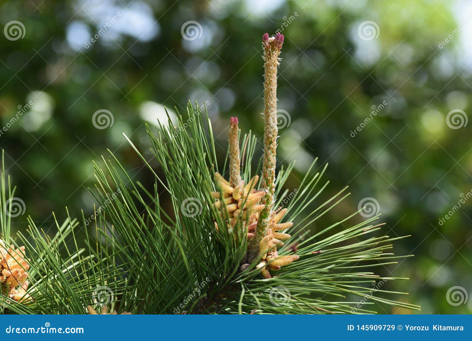 Sprouts of the pine tree stock image. Image of closeup - 145909729