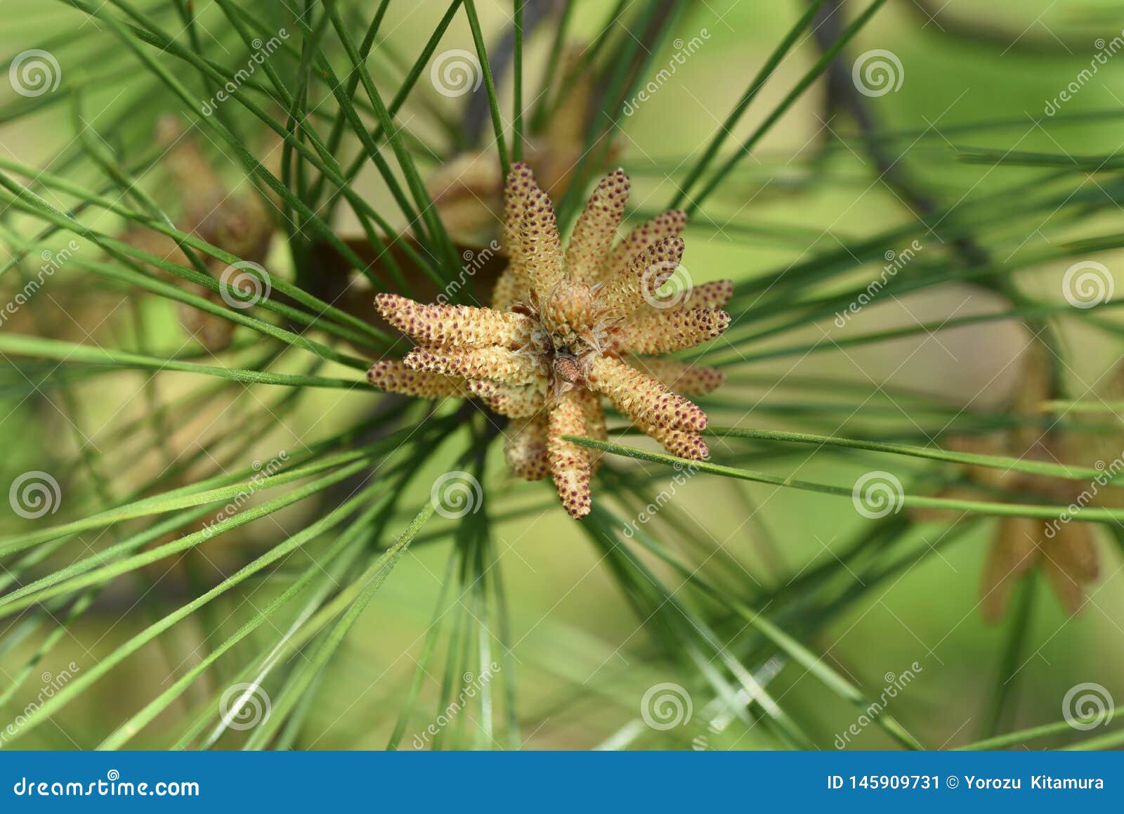 Sprouts of the pine tree stock image. Image of growth - 145909731