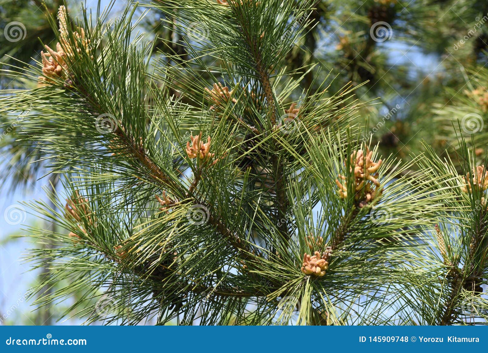 Sprouts of the pine tree stock photo. Image of spring - 145909748