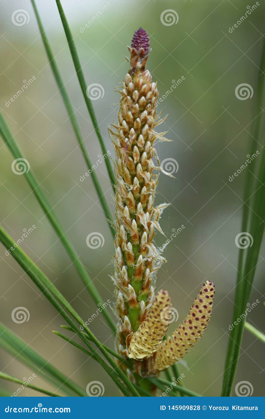 Sprouts of the pine tree stock photo. Image of closeup - 145909828