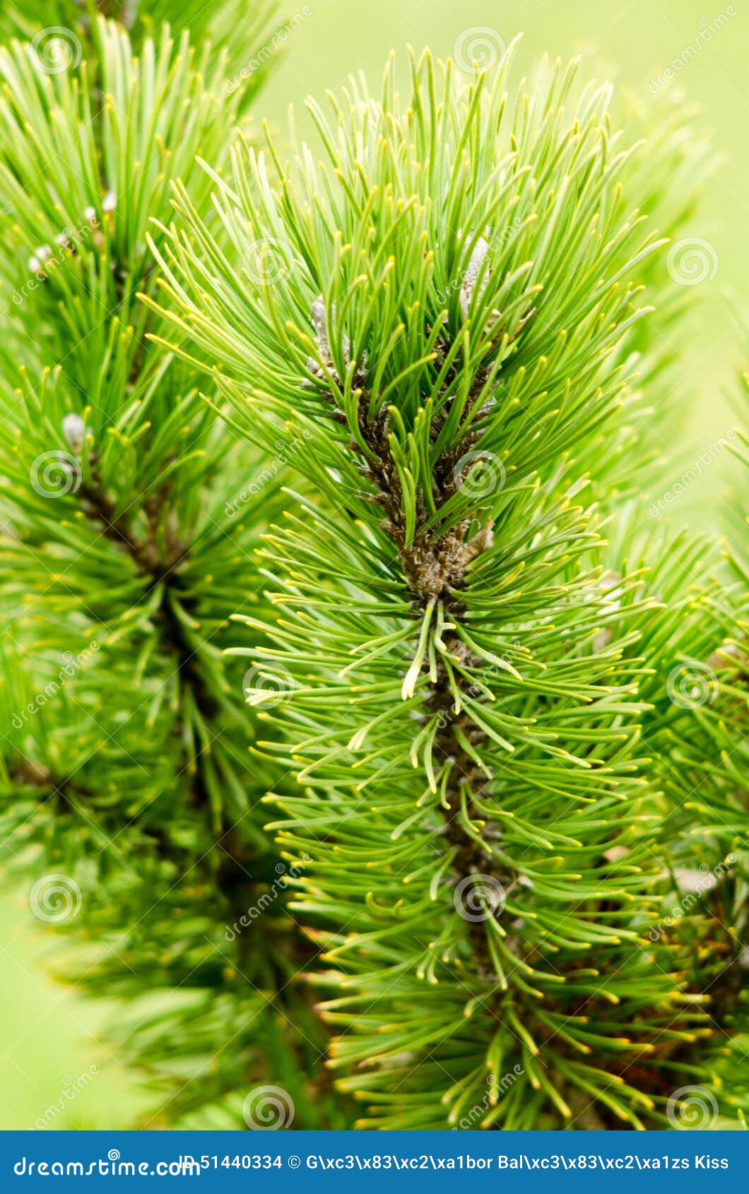 Pinus Sp. Sprout Royalty-Free Stock Image | CartoonDealer.com #99304126
